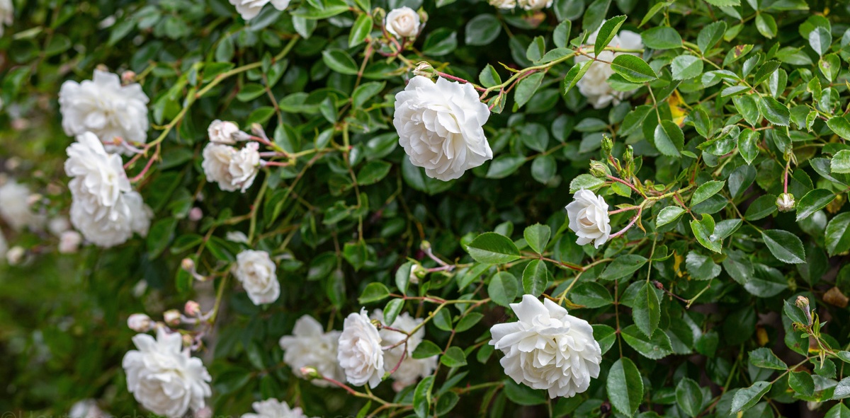 Fotografie, Reisen und Meer - HEUTE MACHT DER HIMMEL BLAU
